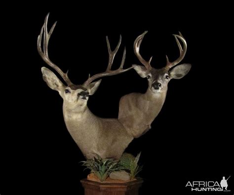 Mule And Coues Deer Double Pedestal Mount Taxidermy