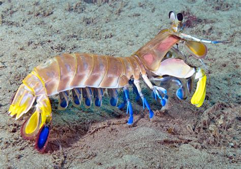 Subphylum Crustacea
