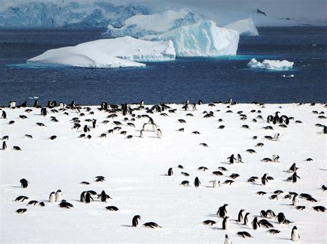 Gentoo Penguin Colony Flickr Photo Sharing