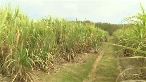 Efforts On To Put More Land Into Sugar Production Caribbean
