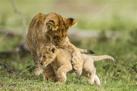 Lion Cubs Playing Masai Mara Game Reserve Kenya Stock Image F023