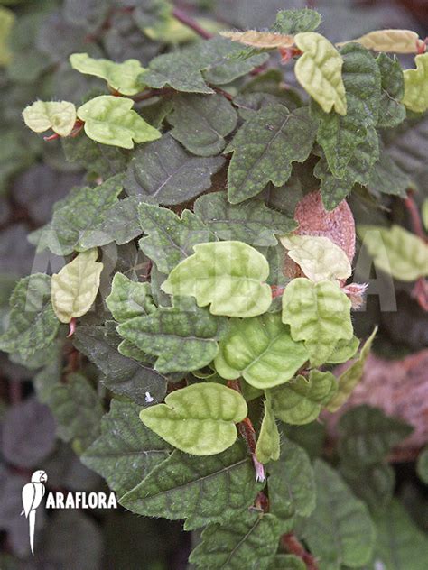 Ficus Quercifolia Araflora