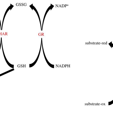 Schematic View Of Selected Antioxidant Scavenging Enzymatic Reactions Download Scientific