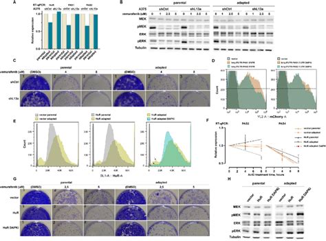 A Rt Qpcr Using Hur Cds Derived And The Pas1 Pas2 Primers Fig 1c Download Scientific