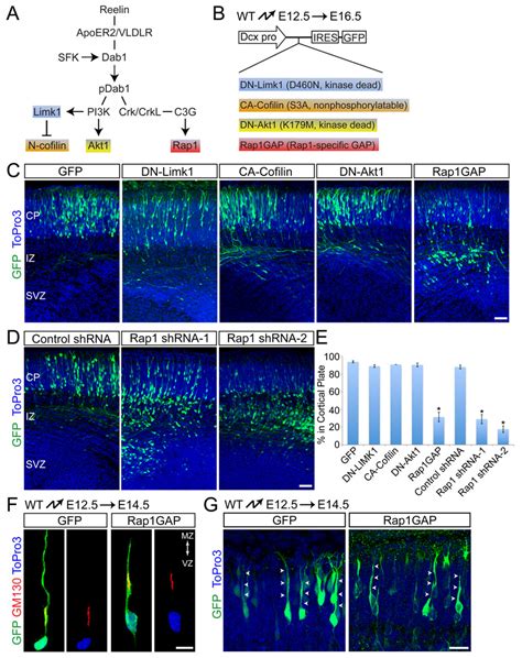 Reelin Regulates Cadherin Function Via Dab1rap1 To Control Neuronal