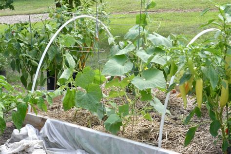 Cucumber Leaf Problems With Pictures Geeky Greenhouse