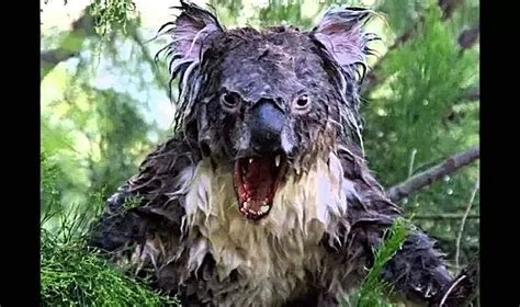 The Legend Of Drop Bears Australias Most Infamous Hoax Dünya Kamu