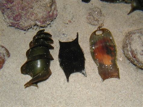 Shark Eggs