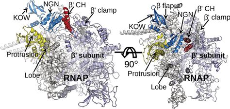 Overall Structure Of The E Coli Rnap Nusg Complex The E Coli