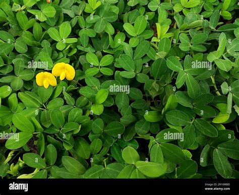 Leaves For Background With Grass Peanut Or Arachis Repens Is A Herbaceous Plant Native To