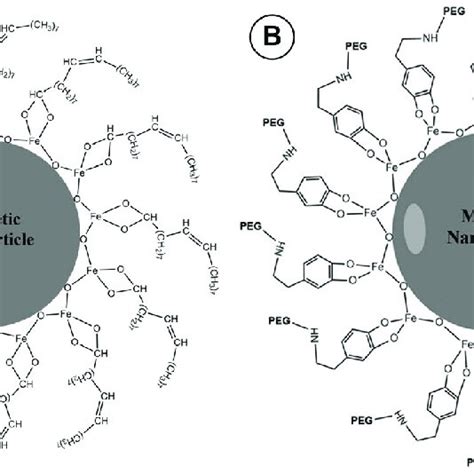 The Hydrodynamic Diameters Of The Spherical Peg Coated Mnps A And