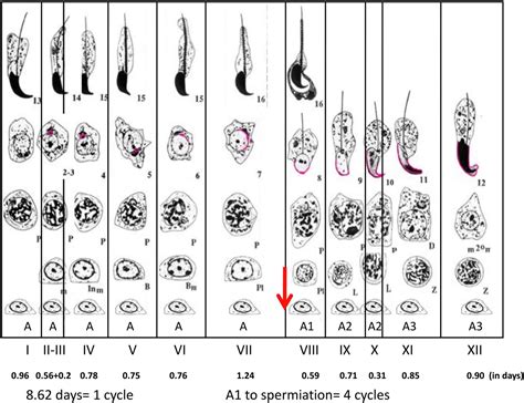 Spermatogenesis Stage