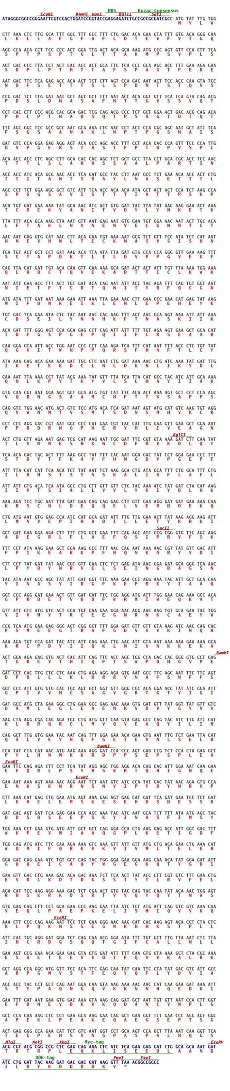 Plasmid Map For Rc216590 Origene