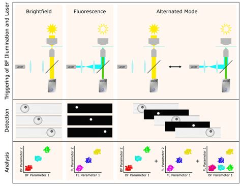 Boosting Drop Seq Efficiency And Purity With Advanced Droplet Detection