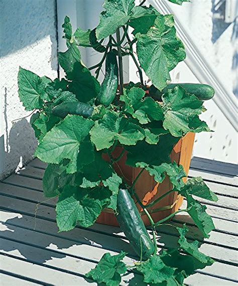 Burpee Spacemaster Slicing Cucumber Seeds 150 Seeds