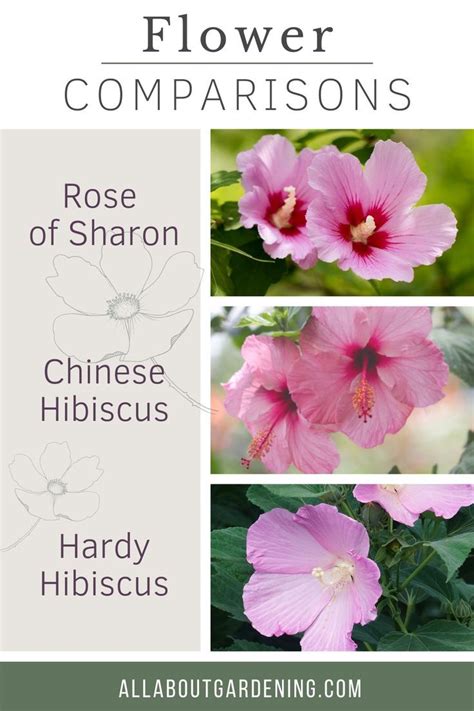 Differences Between The Rose Of Sharon Vs Chinese Hibiscus Vs Hardy