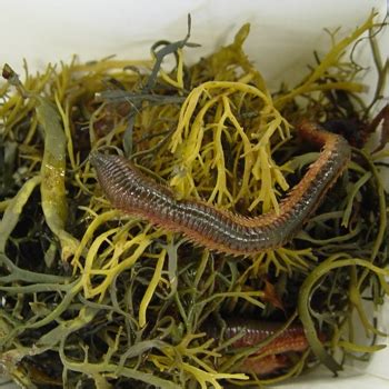 The Sea Slug Forum Polychaete Worms Bristle Worms