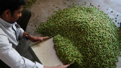 Labour Shortage Hinders Cardamom Harvest In Idukki The Hindu Businessline