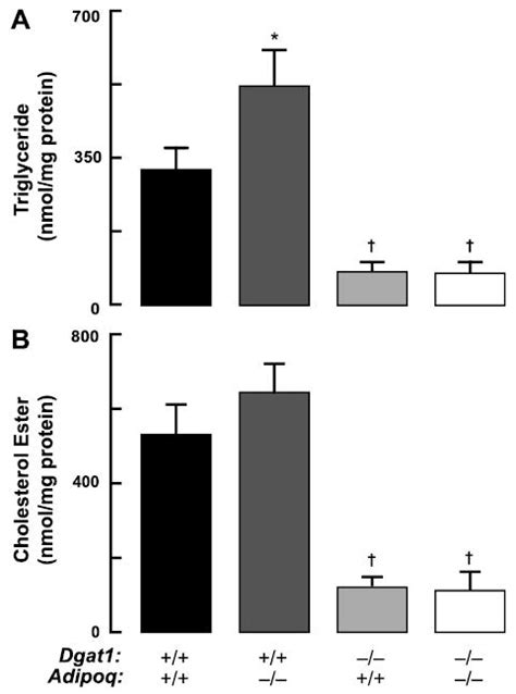 Effects Of Dgat1 Deficiency On Energy And Glucose Metabolism Are Independent Of Adiponectin