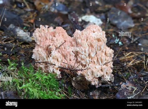 Ramaria Botrytis Commonly Known As The Clustered Coral The Pink