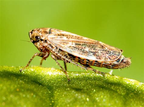 Chateau Moorhen Goes South The Secret Life Of A Chinese Cabbage