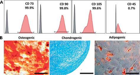 Characterization Of Hmscs Surface Antigens Using Flow Cytometry A And