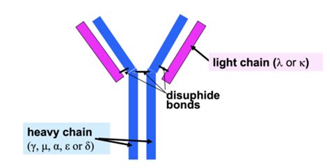 6 Immunology Lecture 3 Antibodies Flashcards Quizlet