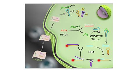 Dnazyme Amplified Cascade Catalytic Hairpin Assembly Nanosystem For Sensitive Microrna Imaging