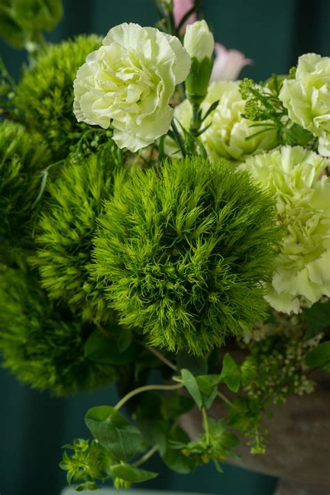 The Green And The Bold Dianthus Barbaratus Kiwi Mellow Cool