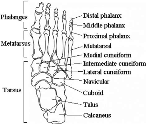 Bones Of Foot Labeled Foot Bones Names Eqiuwy