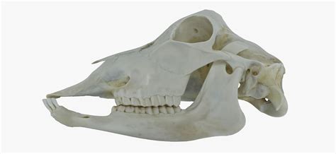 3d Model Domestic Goat Skull Half Cut 01 Raw Scan Turbosquid 2143314