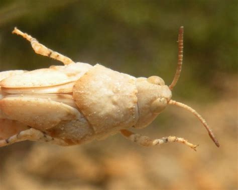 Cream Grasshopper Cibolacris Parviceps Bugguidenet