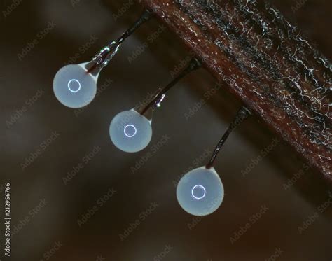 Microscopic Bulb Like Fruit Bodies Of A Slime Mold Or Myxomycete From
