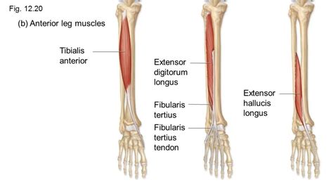 Extensor Hallucis Longus