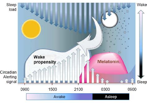 Figure 2 The Use Of Chronobiotics In The Resynchronization