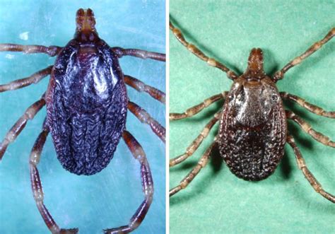 Case Of Hemorrhagic Fever Confirmed In Spain Due To Tick Bite