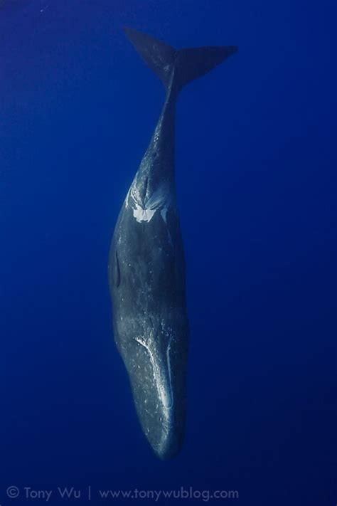 Sperm Whale Physeter Macrocephalus
