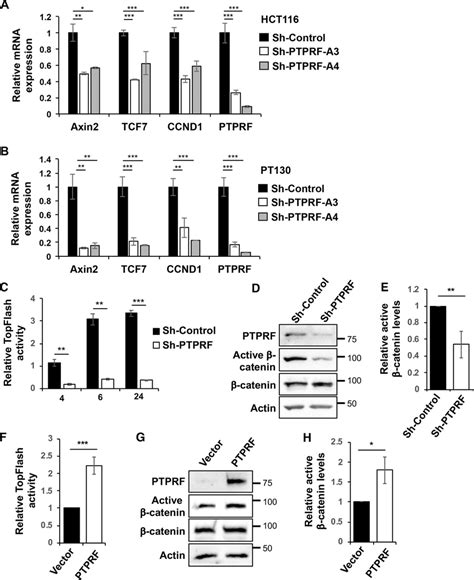 The Expression Of Ptprf Positively Regulates Wnt Signaling Knockdown Of