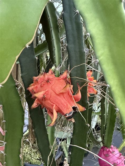 Dragonfruit Frankies Red Orange Dwarf Flyingdragonnursery