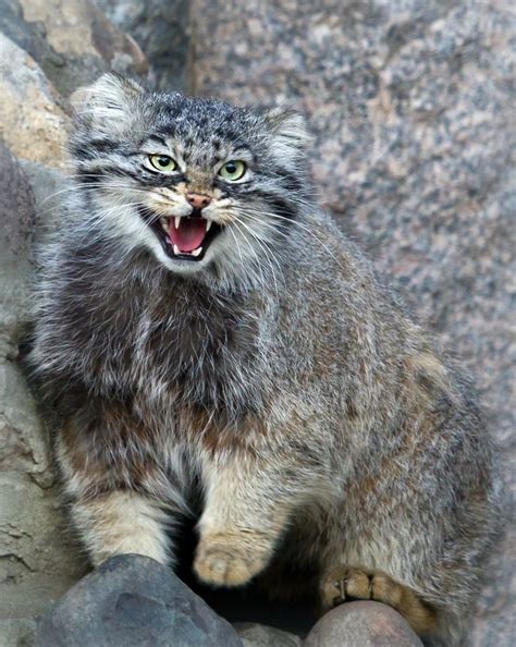 Pallass Cat The Grumpy Faced Ghost Of The Steppes New And Tips
