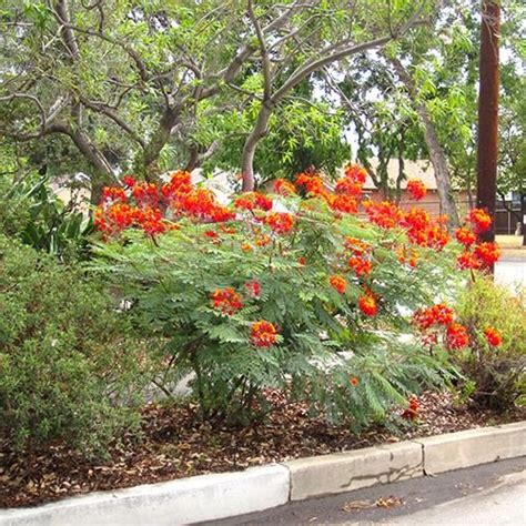Caesalpinia Pulcherrima Mexican Bird Of Paradise Or Pride Of Barbados Drought Tolerant