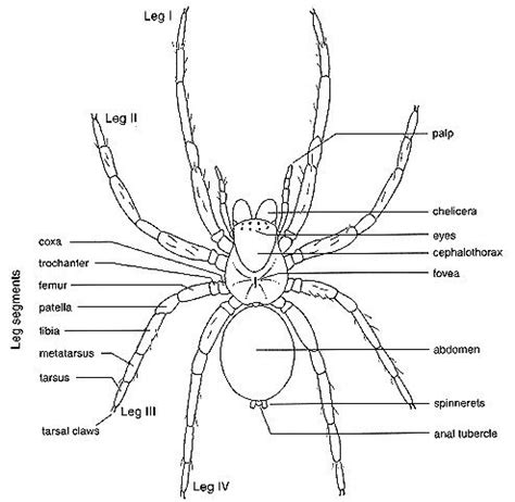 Black Widow Spider Diagram Charlottes Web Coloring Pages Free Charlottes Web Coloring Pages