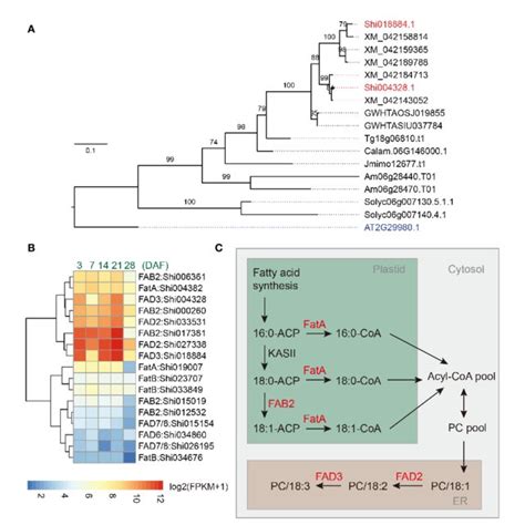 Identification Of Critical Genes Involved In Fatty Acid Biosynthesis Of