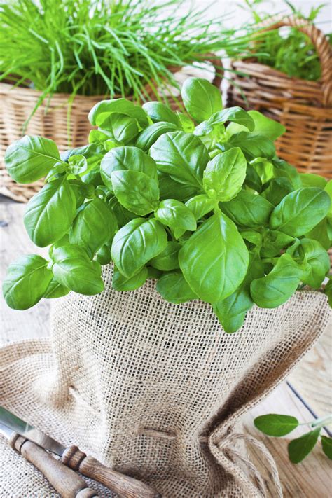 Garden Plot Beware Of Basil Blight And How To Curb Mosquitoes With Bti