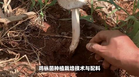 鸡枞菌种植栽培技术与配料 三农视频 搜狐视频