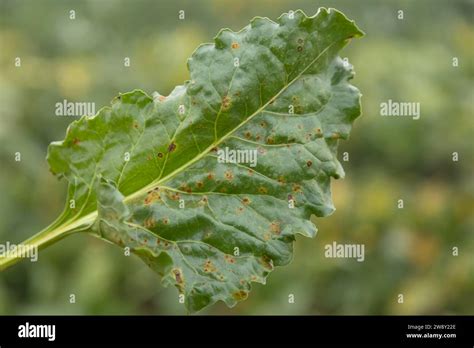 Sugar Beet Beta Vulgaris Crop Leaf Infected With Rust Uromyces Beticola Foliar Disease In An