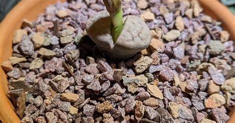 Woohoo If Only They Could Self Pollinate The Other One I Bought At