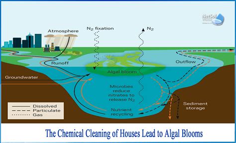 Impacts On Ecosystem And Algal Bloom Cycle