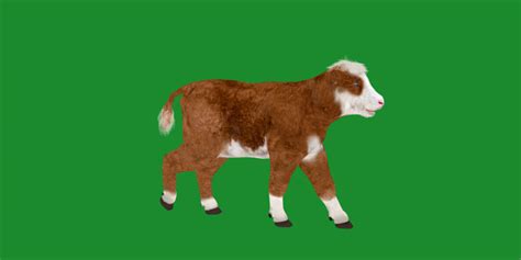 Hereford Cattle Calf 3d Model By Nyilonelycompany