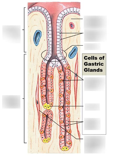 Diagram Of Gastric Glands Diagram Quizlet